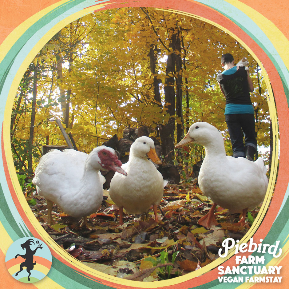 Duck Friends – Piebird Farm Sanctuary / Vegan Farmstay