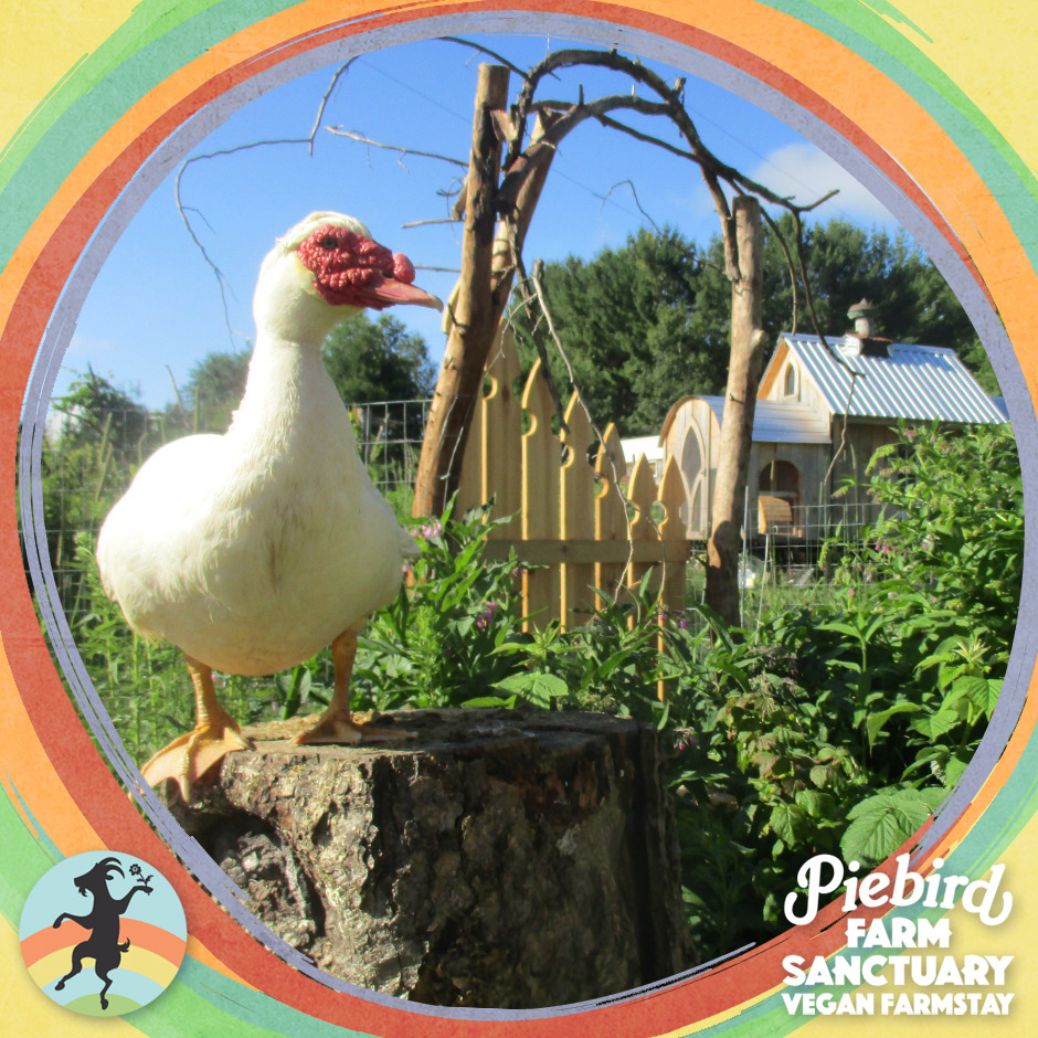 The Grateful Ducks – Piebird Farm Sanctuary / Vegan Farmstay