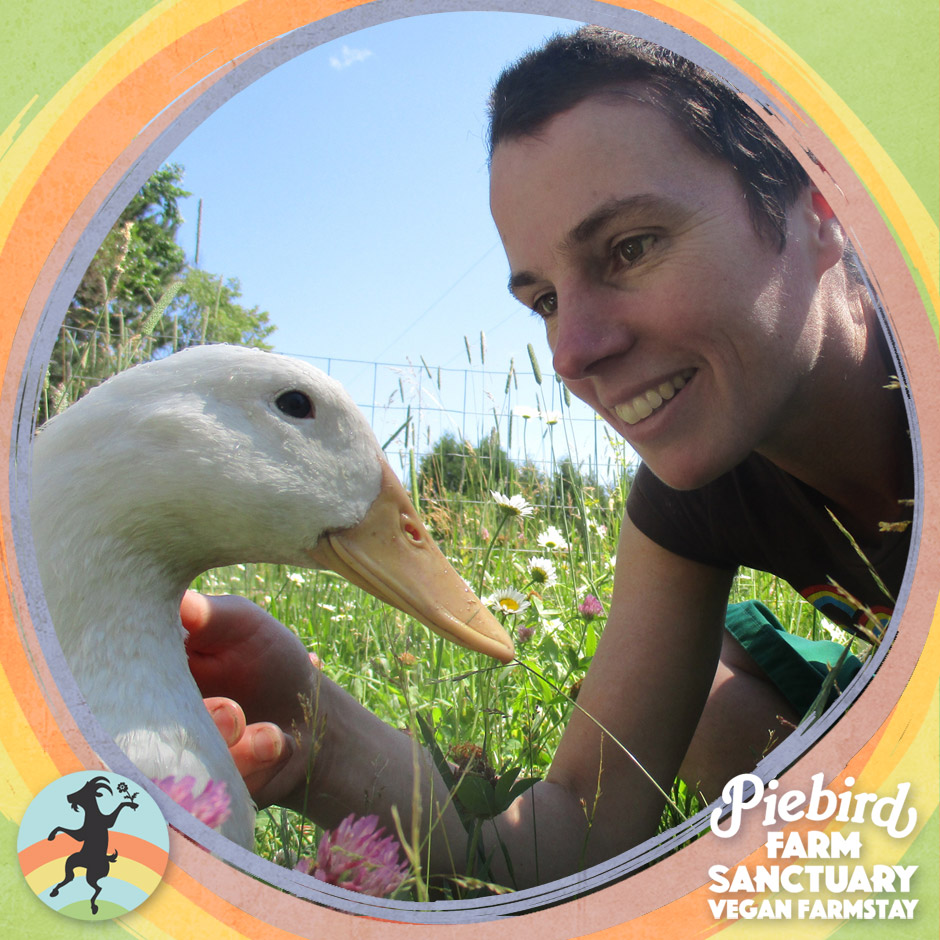 The Grateful Ducks – Piebird Farm Sanctuary / Vegan Farmstay