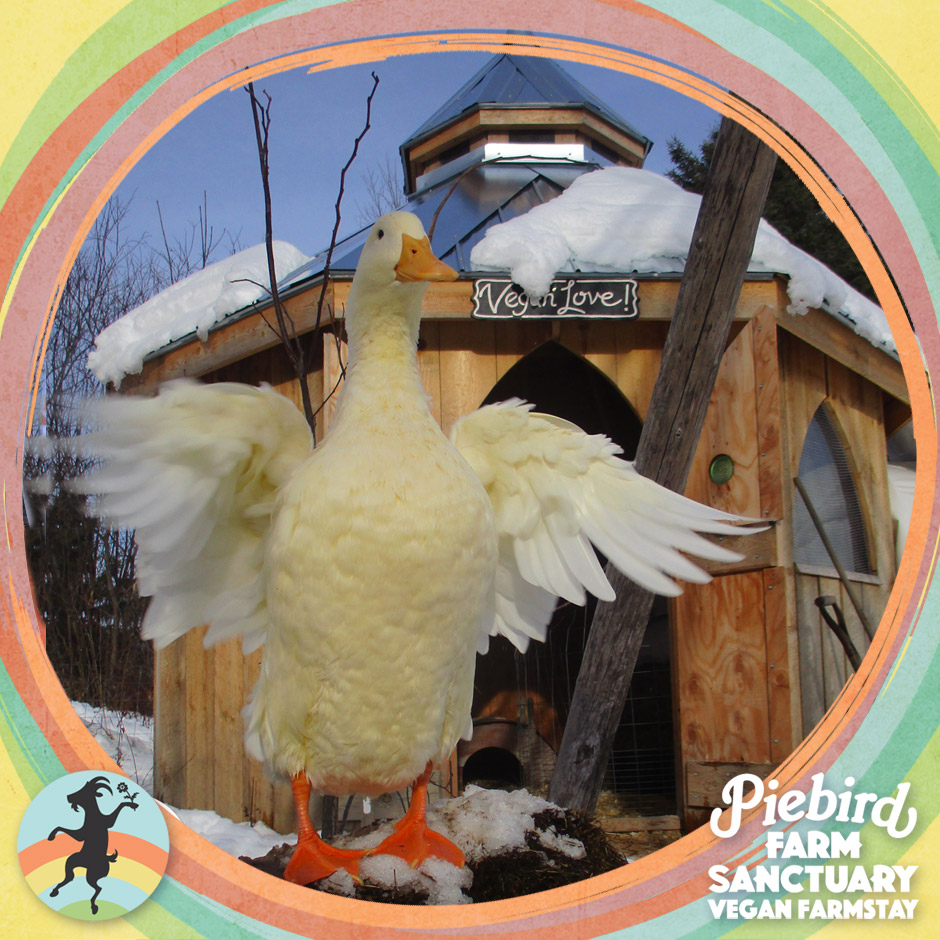 The Grateful Ducks – Piebird Farm Sanctuary / Vegan Farmstay