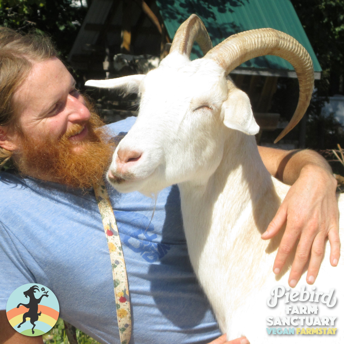 Sunshine, the happiest goat-friend – Piebird Farm Sanctuary / Vegan ...
