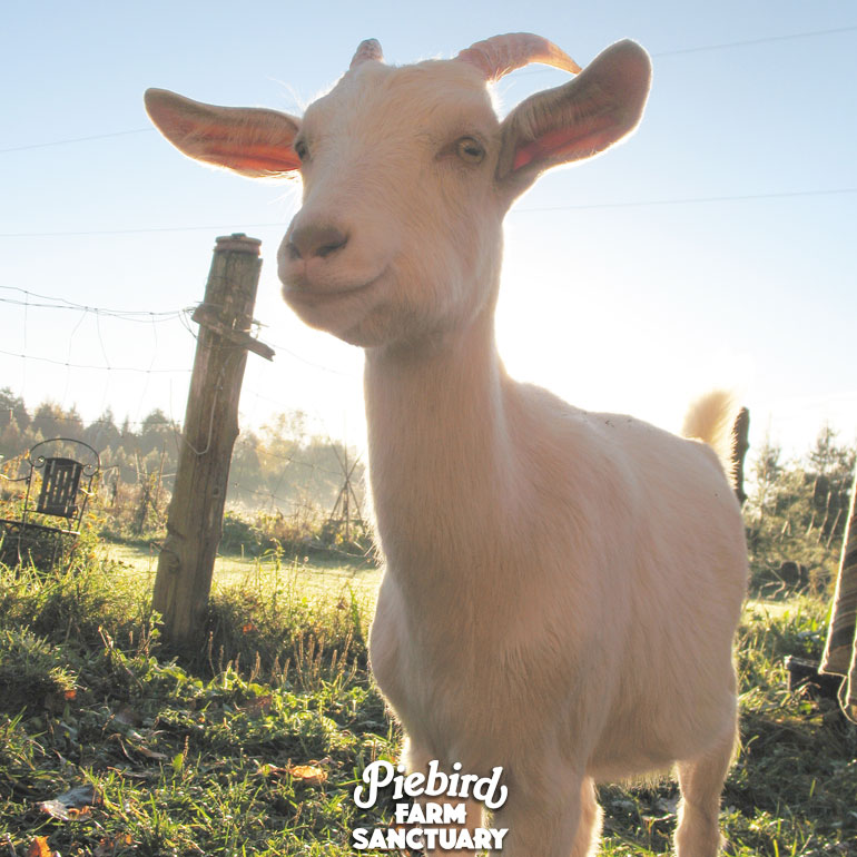 Sunshine, the happiest goat-friend – Piebird Farm Sanctuary / Vegan ...