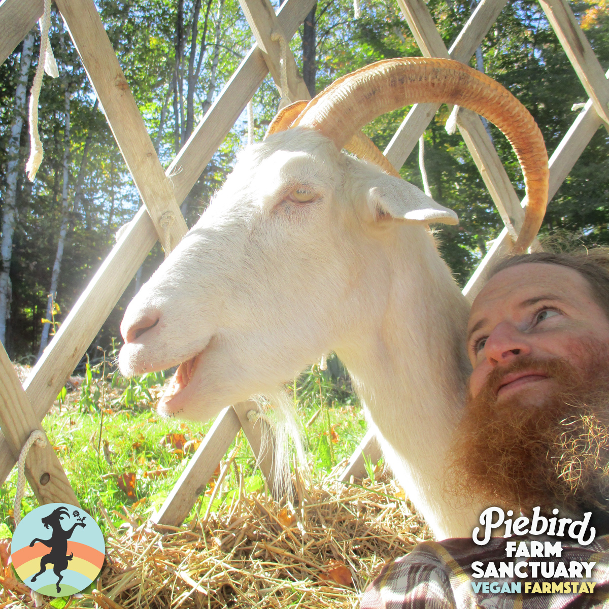 Sunshine, the happiest goat-friend – Piebird Farm Sanctuary / Vegan ...